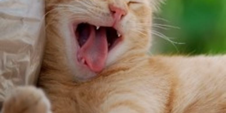 Les 5 activités préférées du chat heureux