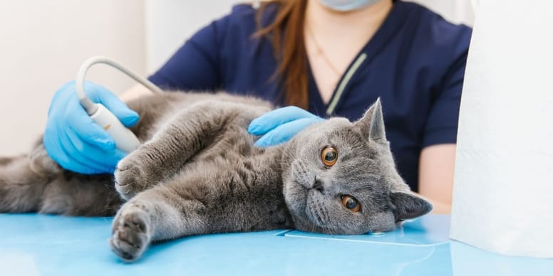Ultraschall Katze: Kosten 2024