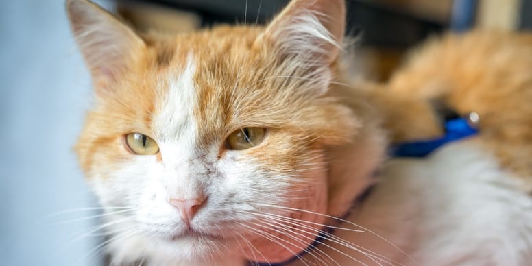 Les abcès chez le chat : causes, symptômes, traitements