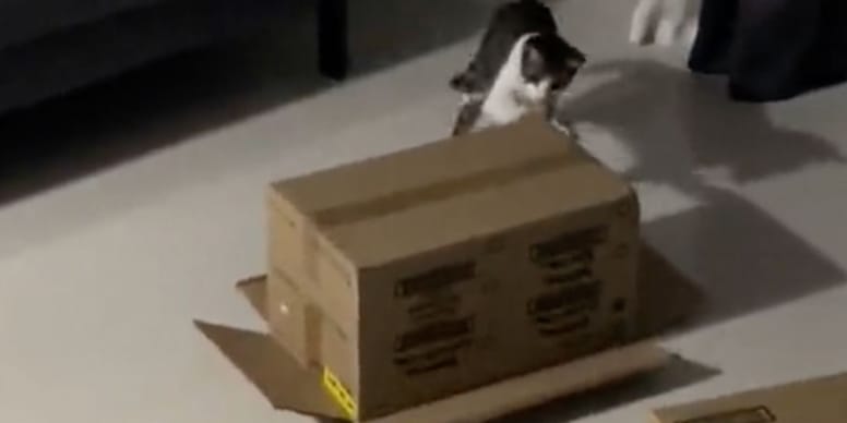 Former stray brings home surprise guest, proving he hasn't forgotten ...