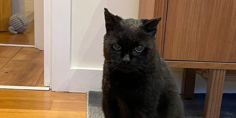 Street cat gets a second chance at happiness, then vet uncovers a ...