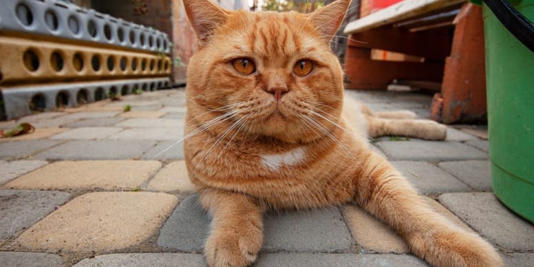 Après 60 ans de recherches, le secret des chats roux a enfin été ...