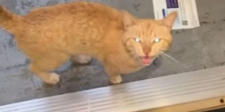 Ils sauvent un chat de la rue : le matou masquait sa vraie personnalité ...