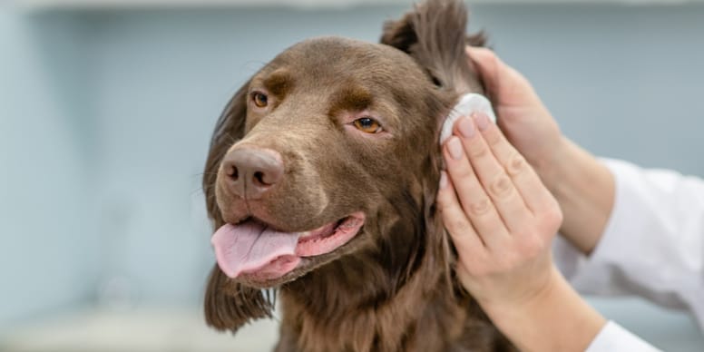 La gale des oreilles chez le chien : causes, symptômes et traitements