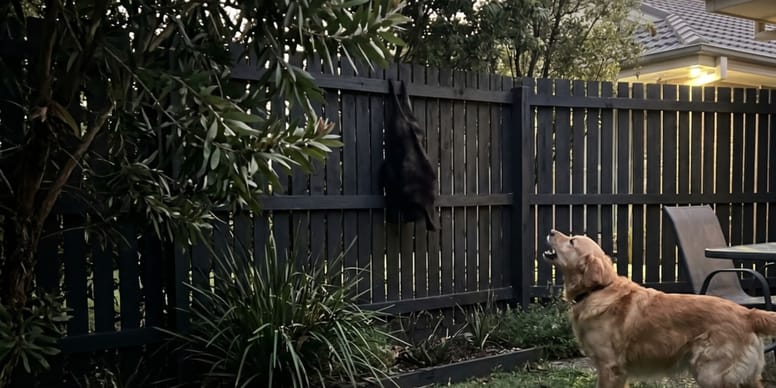 Woken by his dog's frantic barking, man finds a bizarre intruder ...