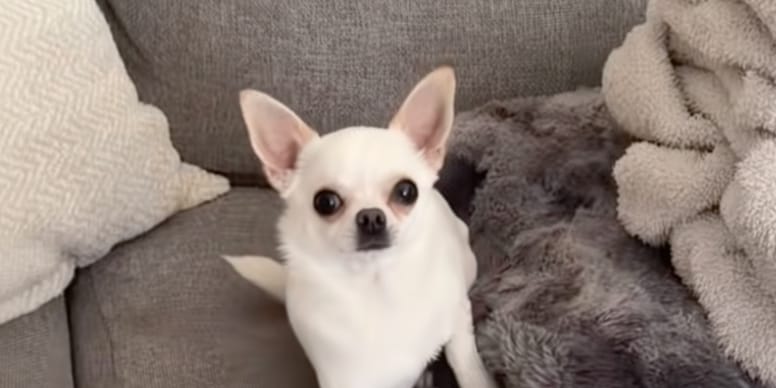 Chihuahua starts limping: what the security camera reveals terrifies owner