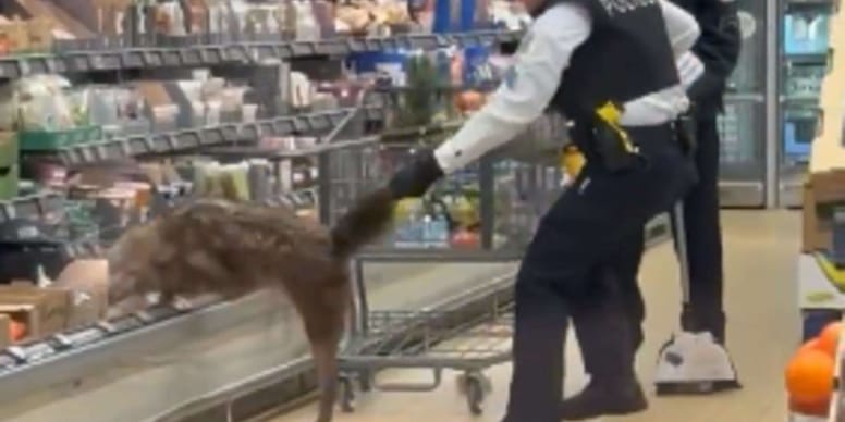Vídeo espectacular en Aldi: un enorme animal aparece entre los estantes