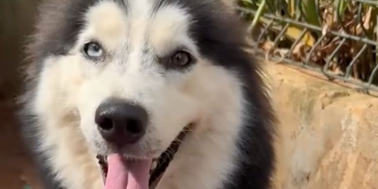 Rescued Husky's dream comes true in a winter wonderland (video)
