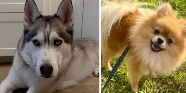 Meet the adorable Husky-Spitz puppy that's charming the internet (Video)