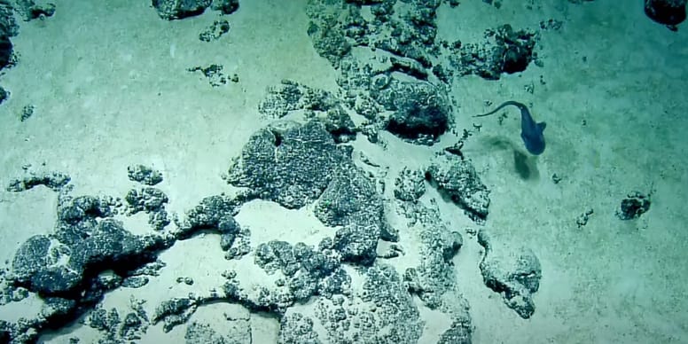 Video. A 2800m di profondità, gli esploratori incontrano una creatura ...