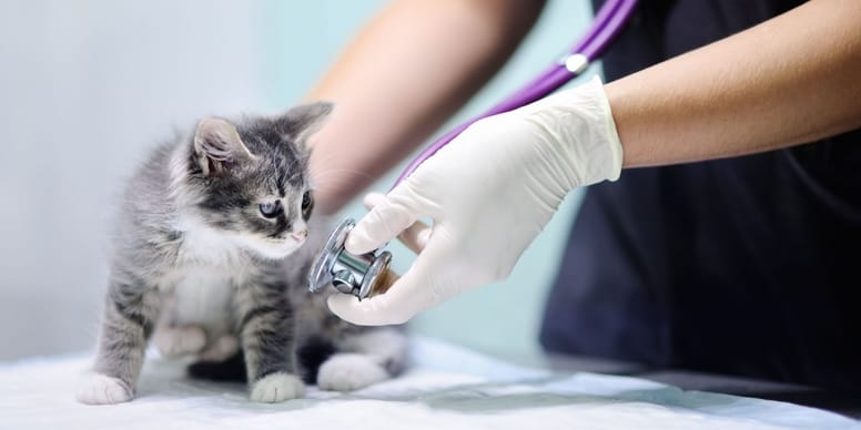 La première visite chez le vétérinaire pour le chaton