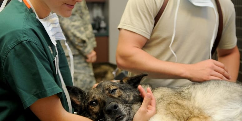 Una penna laser per curare cani e gatti: dall’Italia arriva Penny Vet ...
