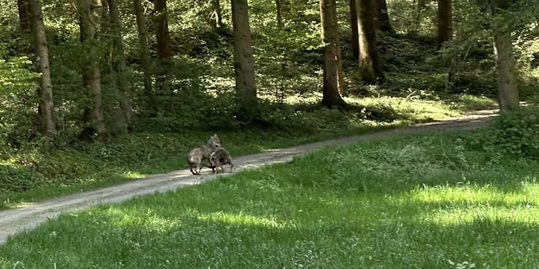 Bestuurder filmt groot dier met prooi in zijn bek - jagers slaan alarm!