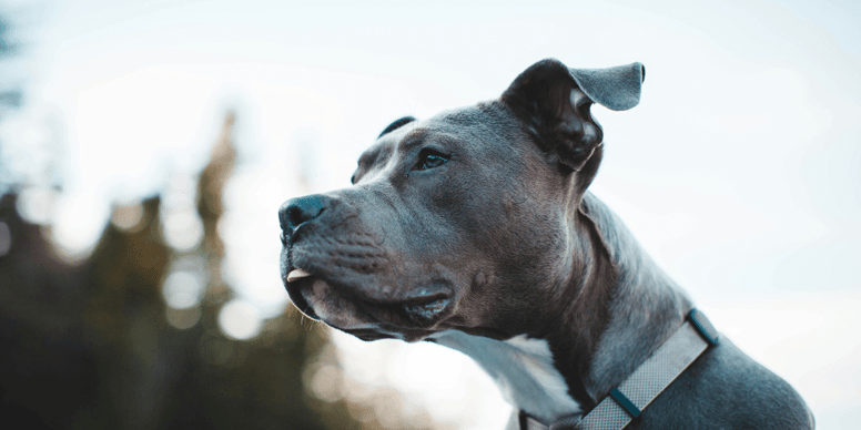 Legislation to ban XL bully owners from leaving children under 12 alone ...
