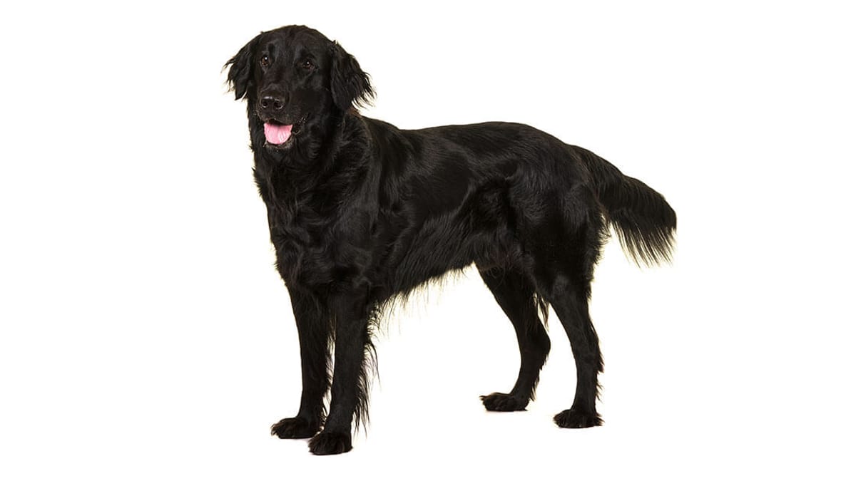 Flat Coated Retriever: Temperament, Krankheiten, Größe