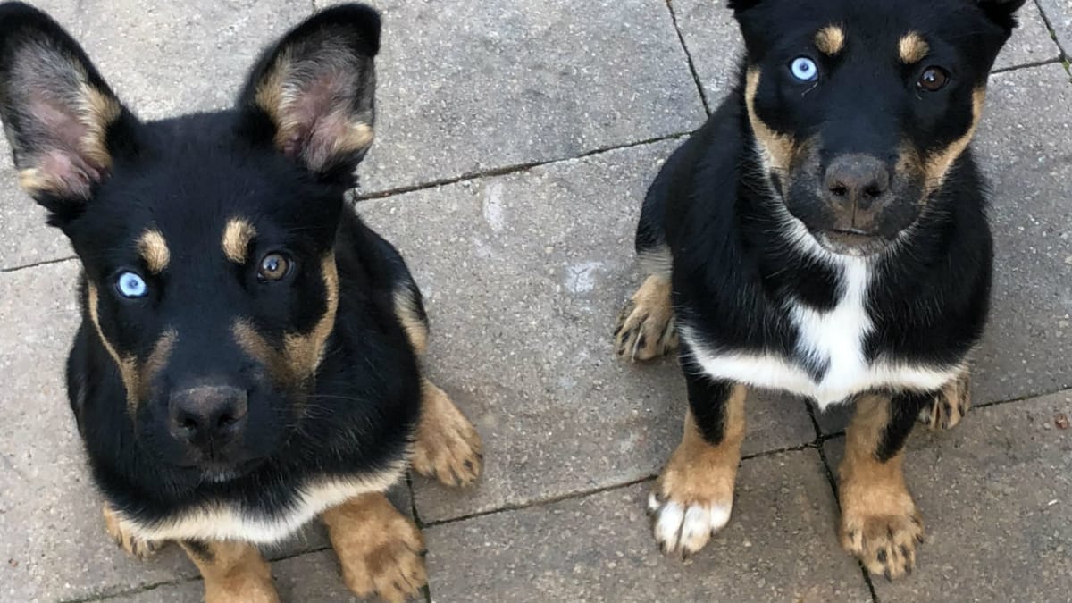 Guía para conocer cómo es el rottsky