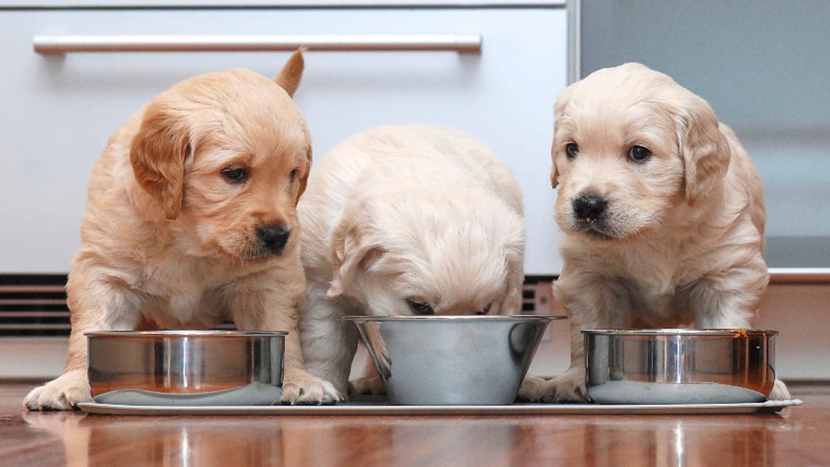 ¿Es Buena la Comida Casera para Cachorros?