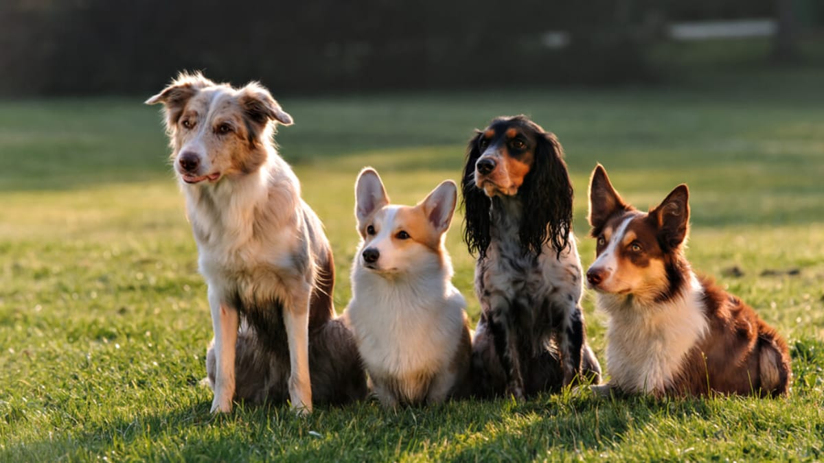 How dog personalities vary according to the breed