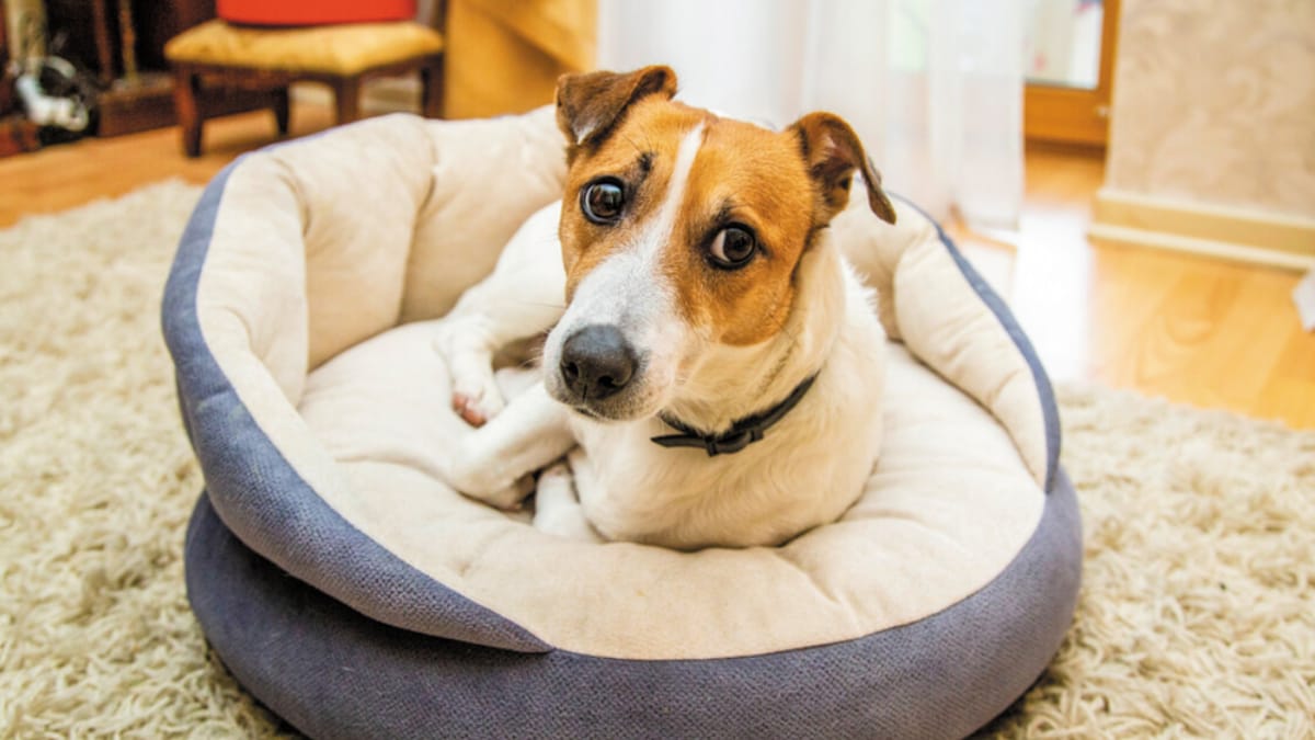 Signs of a stressed dog and how to reduce it