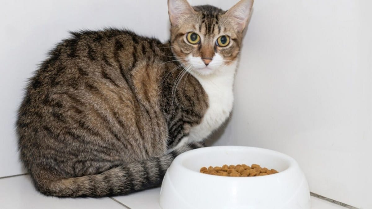 Cómo saber si mi gato tiene anorexia: ¿qué le pasa cuando no quiere comer?