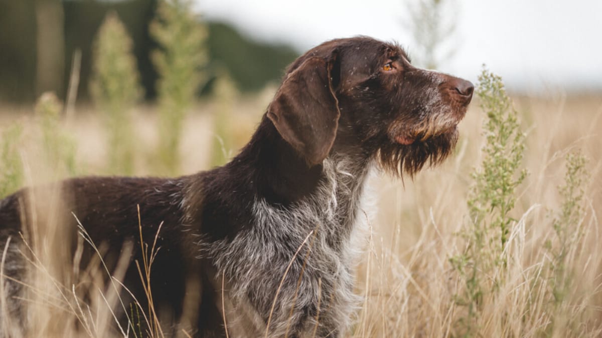 Wired haired dogs: Dog breeds information and pictures