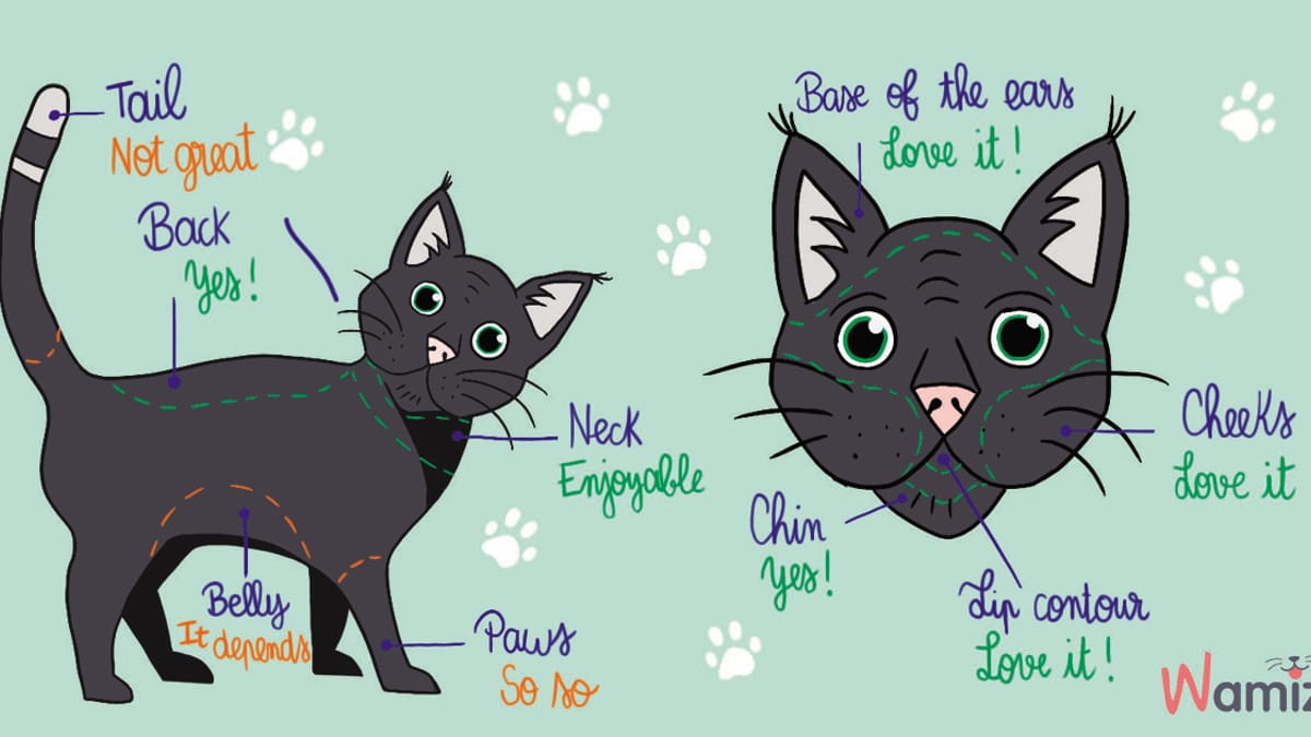 The ultimate guide to petting your cat: 6 places where cats love to be ...