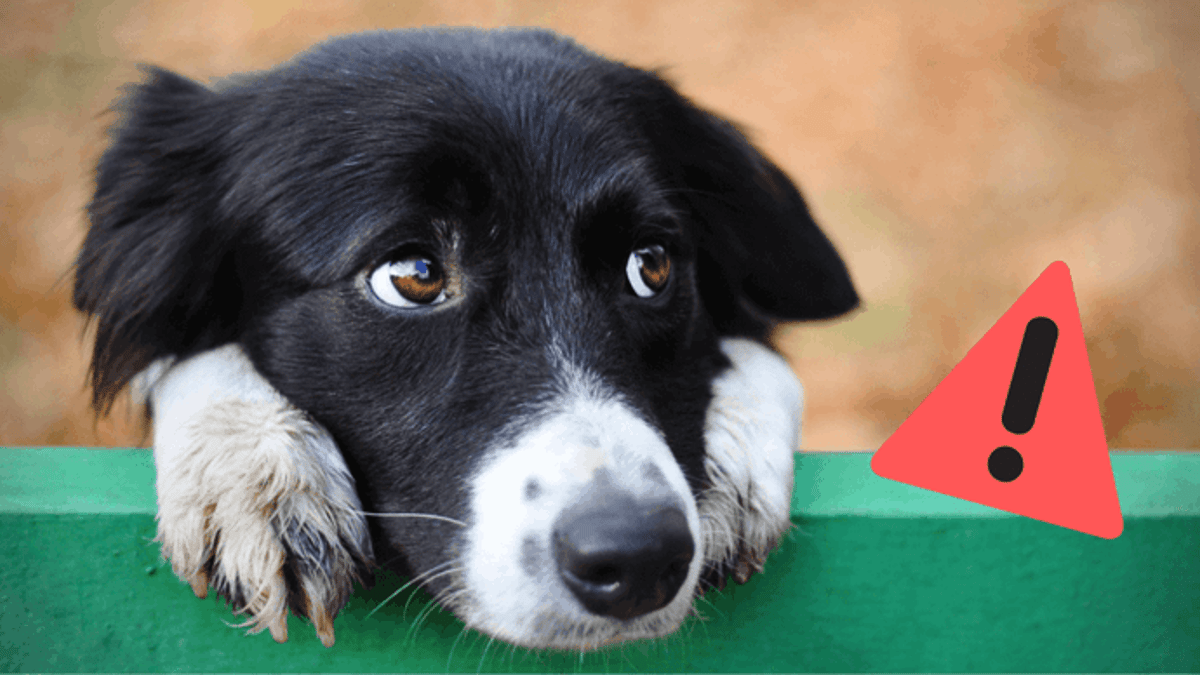 ¿Qué pasa si a mi perro le da mucho hipo?