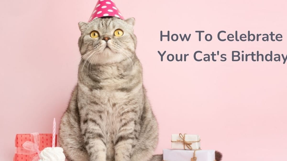 Cat birthday: How to celebrate your cat’s special day with fun