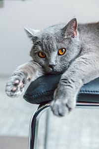 Cat breeds : A complete A-Z list of cat breeds and our best advice | Wamiz