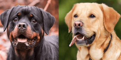 Rottweiler and Labrador crossbreed: The Labrottie