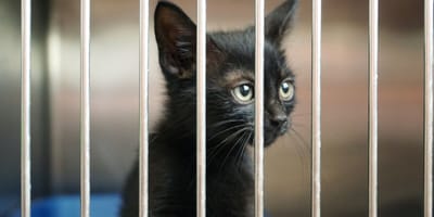 Adopt a pet: all cats and dogs up for adoption