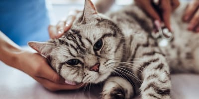 Hongos en gatos: todo lo que debes saber sobre la tiña
