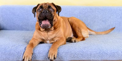 ¿Por qué mi perro me mira fijamente? Tipos de miradas y significado