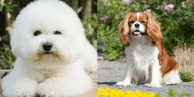 10 of the most popular Labrador crossbreeds