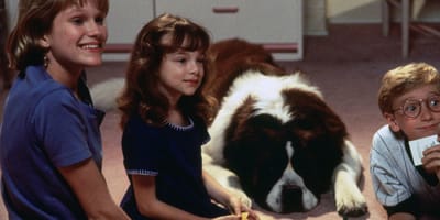¿Qué pasó con Lassie, el perro más famoso del cine?