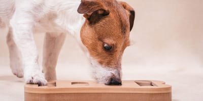 Six of the most efficient dog training games