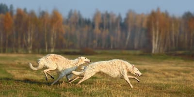 Perro de Heidi: raza, nombre y curiosidades del San Bernardo