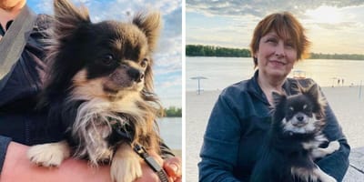 Urgent warning to dog owners: This new social trend could put your dog ...