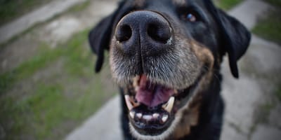 Osteosarcoma nel cane: sintomi e aspettative di vita | Wamiz