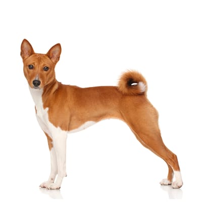 The Pugapoo: The cross between a pug and a poodle