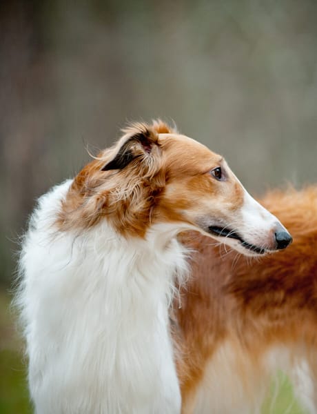 The Borzoi: Information, facts and price