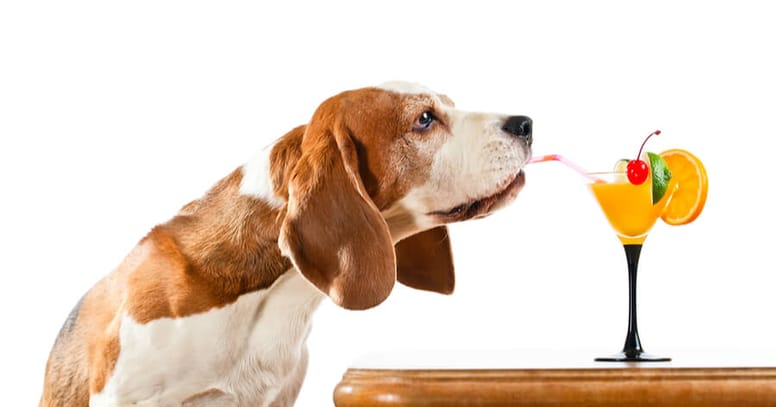 ¿Es bueno darle naranja a los perros?