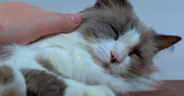 Gatos con síndrome de down: síntomas