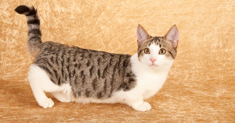 Munchkin, la raza de gato salchicha que todo el mundo quiere tener