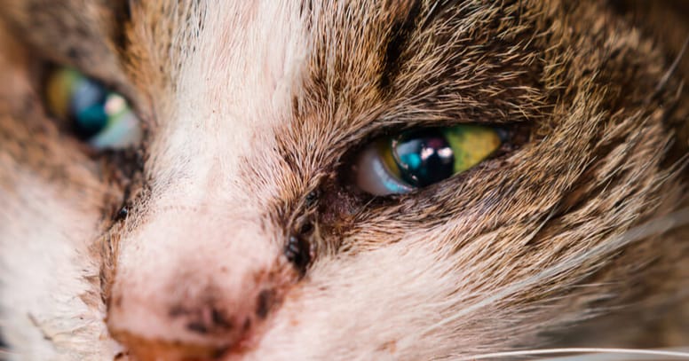 Conjuntivitis en gatos: causas, síntomas y tratamiento