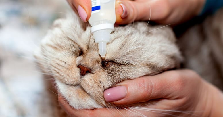 Conjuntivitis en gatos: causas, síntomas y tratamiento
