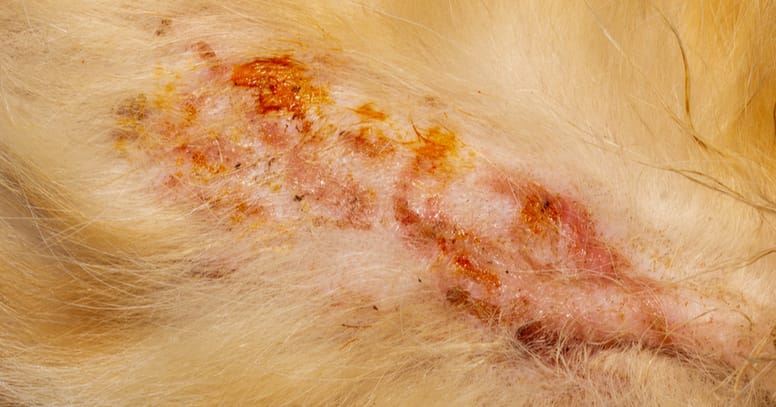 Enfermedades de la piel en perros: imágenes de cada una