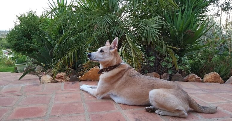 Cómo enseñar a un perro a tumbarse: rápido y sencillo