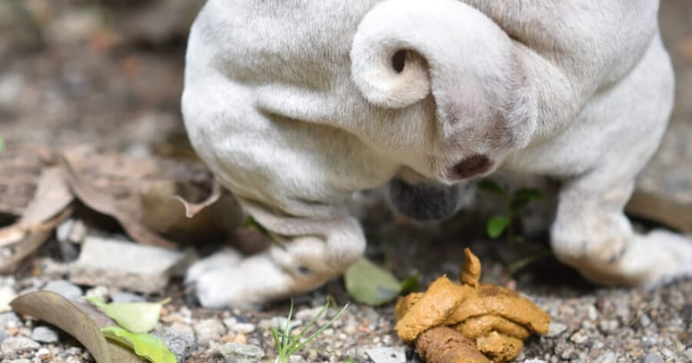 ¿Tu perro da vueltas cuando hace caca? Averigua las razones