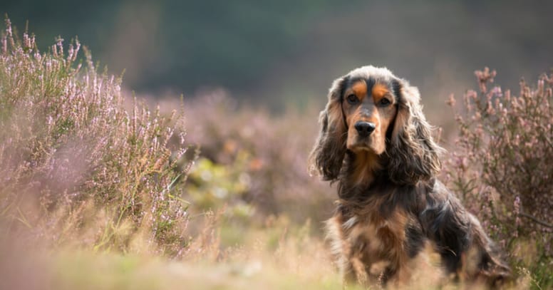 10 Cocker Spaniel fun facts everyone should know